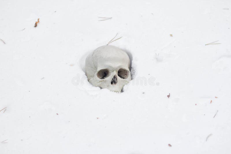 The Human Skull Lies in the Snow Stock Image - Image of closeup ...