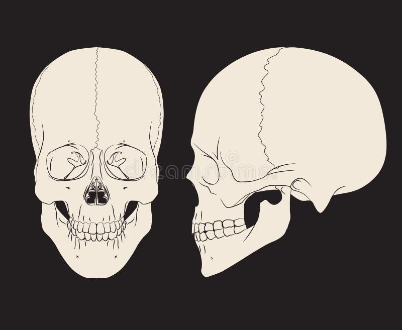 Human Skull (male). Vector Illustration Stock Vector - Illustration of ...