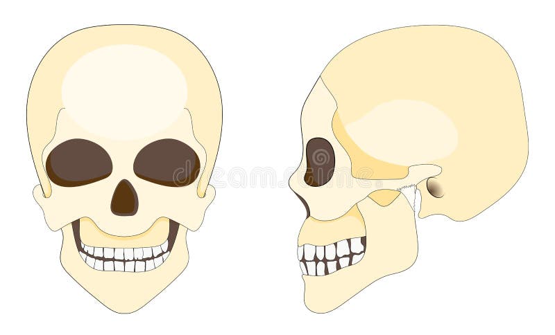 Human Skull and Mandible. Front and Side View Stock Vector ...