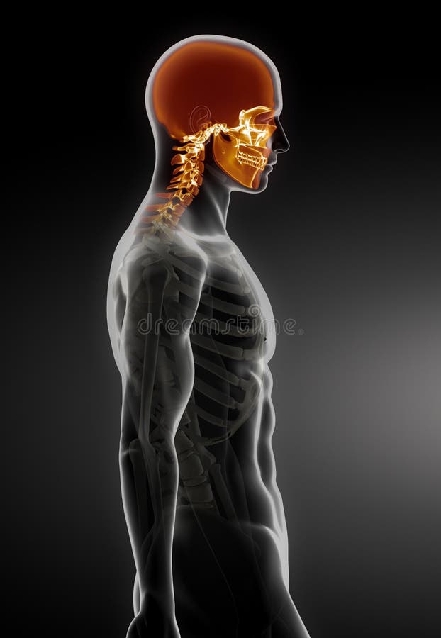 Human Skull Medical Scan stock illustration. Illustration of health ...