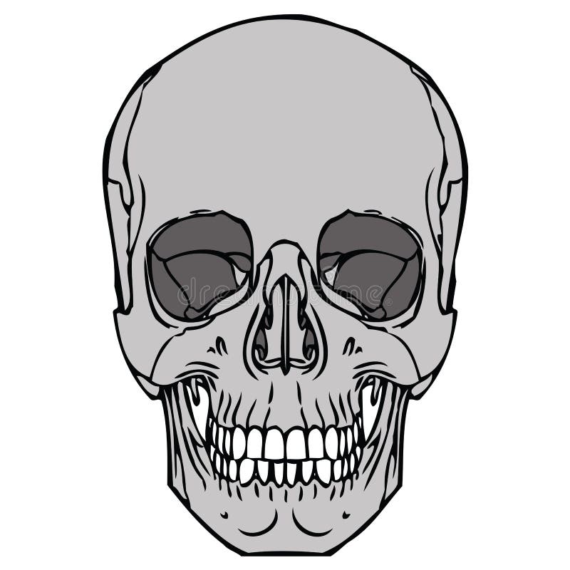 Human Skull 04 stock vector. Illustration of forehead - 78497499