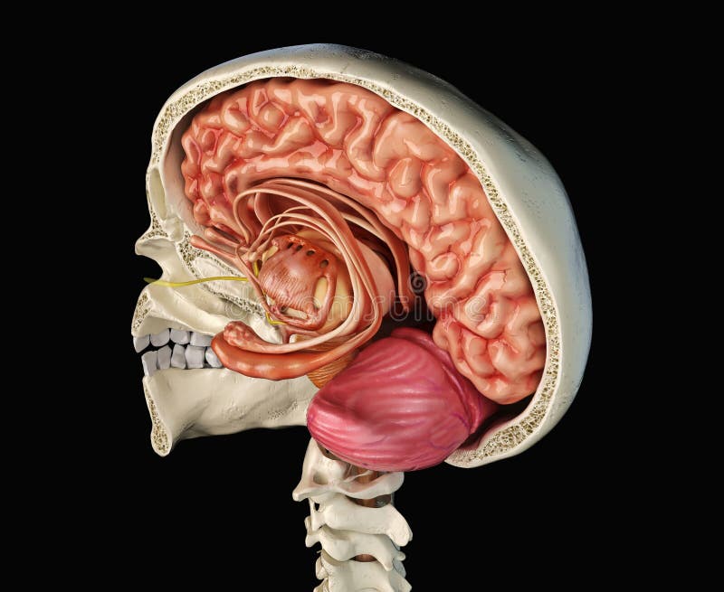 Human Skull Cross Section with Brain Stock Illustration - Illustration ...