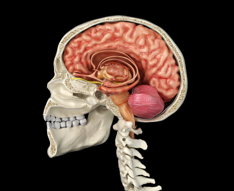 Midbrain Cross Section with Labeled Brain Structure Parts Outline ...