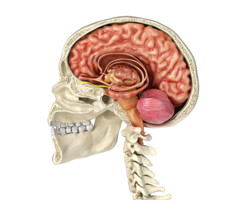Human Skull Cross Section with Brain Stock Illustration - Illustration ...
