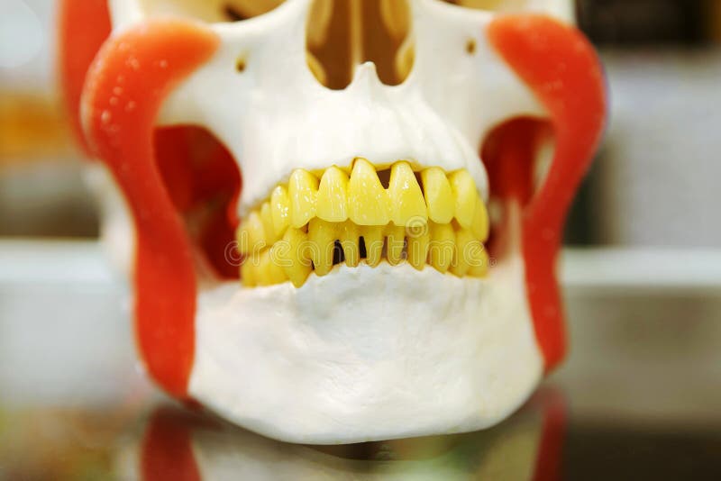 Human Skull Model with Artificial Teeth for Anatomical Research of ...