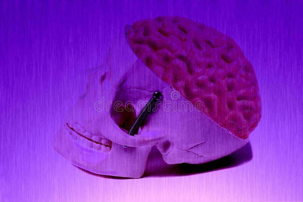 Human Skull Model with Brain Anatomical Model. Stock Image - Image of ...