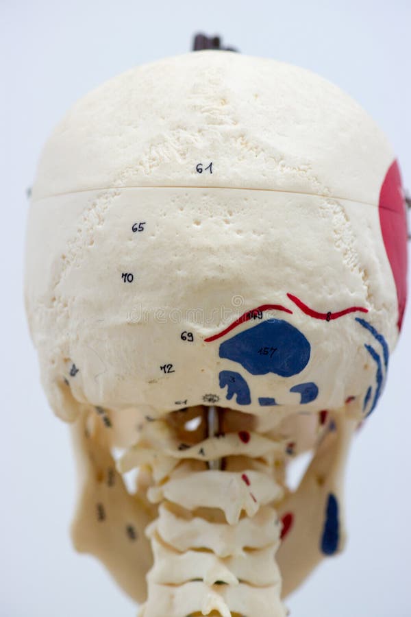 Human skull model stock photo. Image of equipment, medicine - 79014666