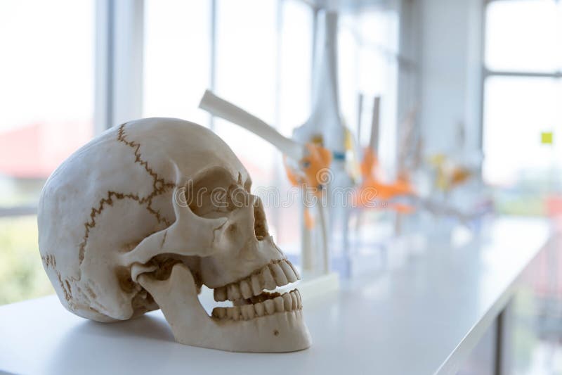 The Human Skull Model on White Table in Laborator with Space Stock ...