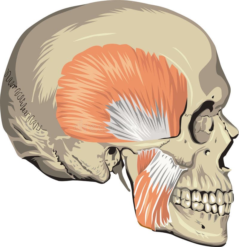Skull with Facial Muscles Side View Stock Illustration - Illustration ...
