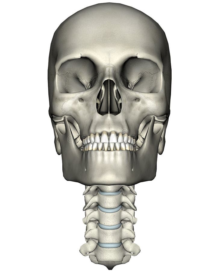 Human Skull and Neck Anterior Stock Illustration - Illustration of ...