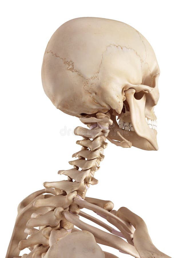 Human neck anatomy stock illustration. Illustration of human - 30724532