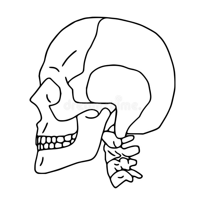Human Skull Profile Drawing