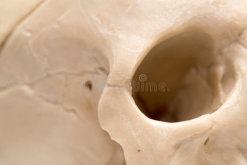 Human skull stock image. Image of dying, bones, death - 88853971