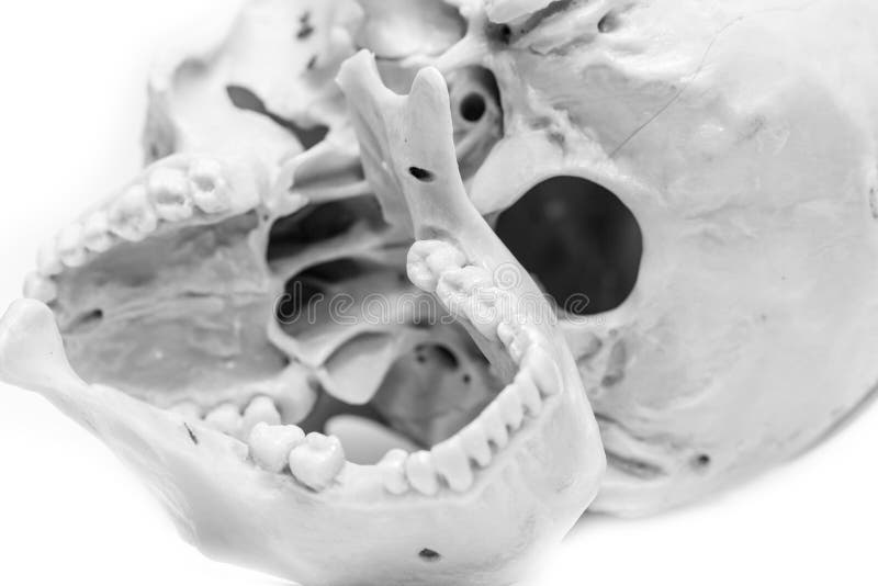 Human skull stock image. Image of life, bones, dark, dying - 88854725
