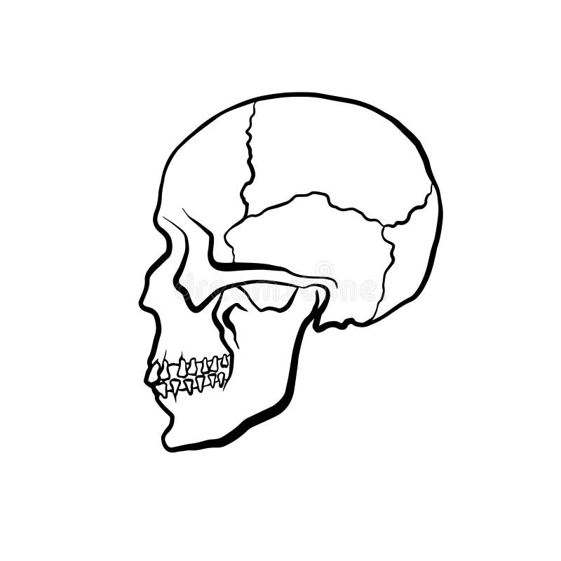 Human skull profile 1 stock vector. Illustration of dead - 259255282