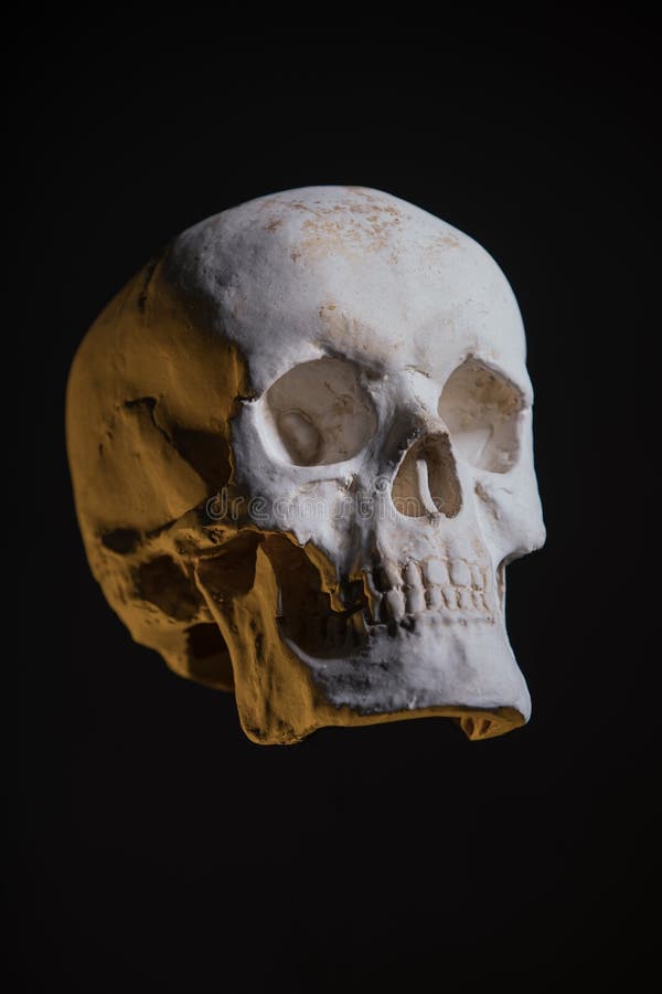 Human Skull, Replica from Real Model Stock Image - Image of color ...