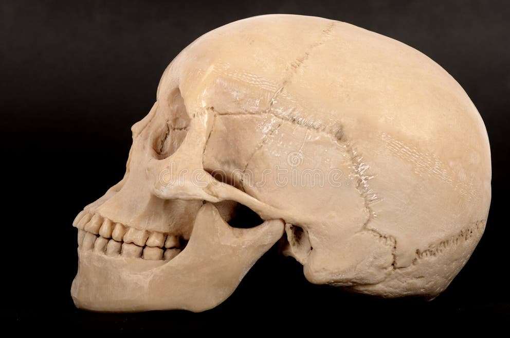 Human skull right view stock image. Image of head, facial - 24813247
