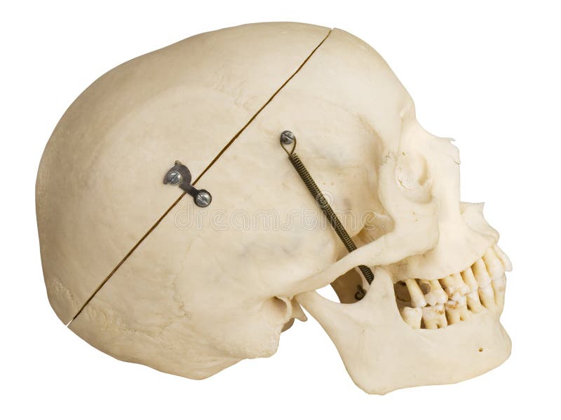 Human Skull Side View with Clipping Path Stock Photo - Image of frontal ...