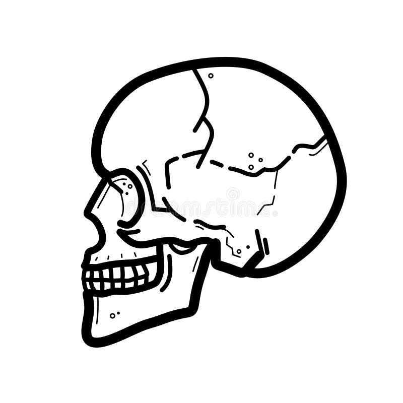 Human Skull, Side View - Vector Icon Stock Vector - Illustration of ...