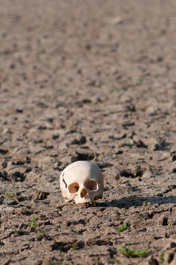 Human Skull on the Soil of Dried Out Lake Stock Image - Image of ...