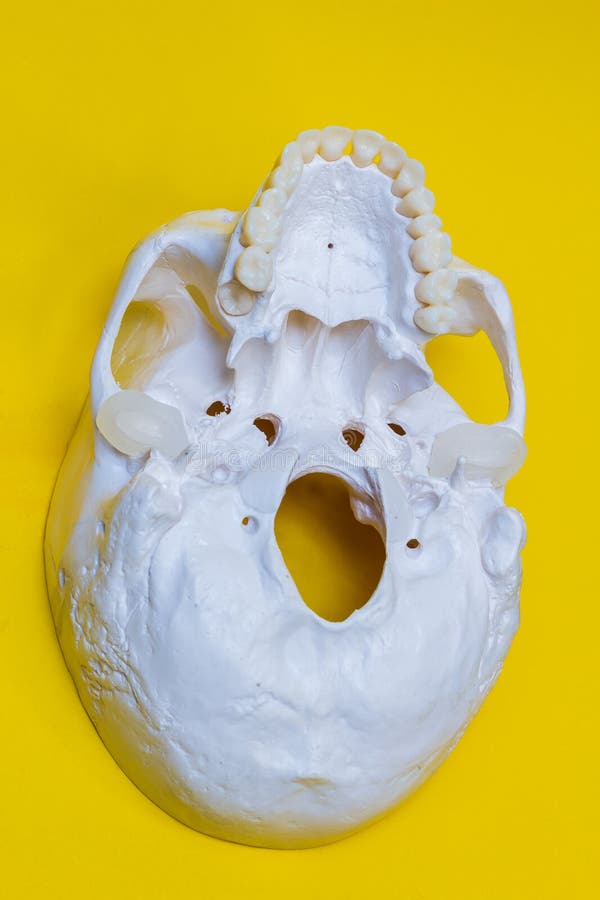 Human Skull the Structure of the Bone of the Head . Layout Medical ...