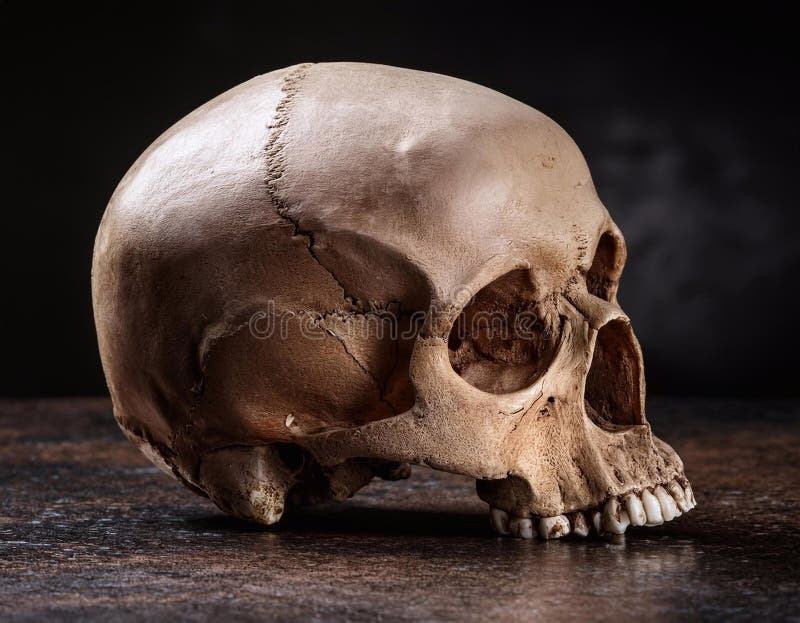 A Human Skull with Teeth on Black Stock Illustration - Illustration of ...