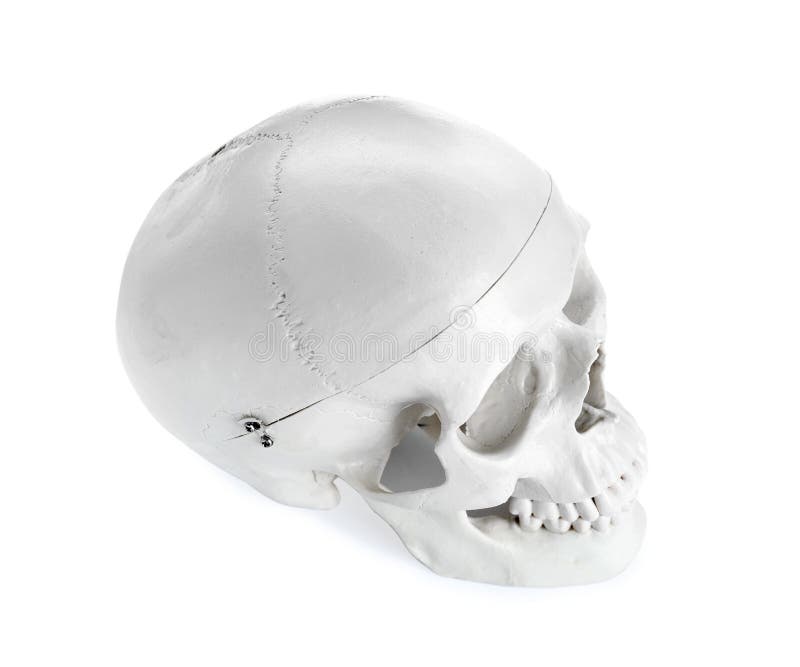 Human Skull with Teeth Isolated on White Stock Image - Image of dying ...
