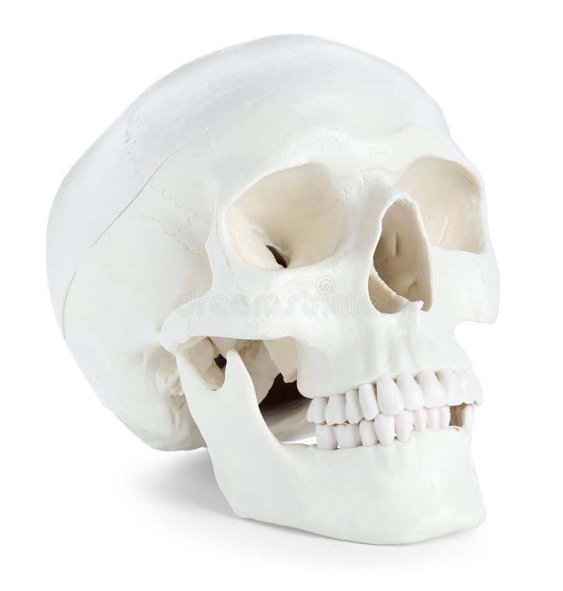 Human Skull with Teeth Isolated on White Stock Photo - Image of ...