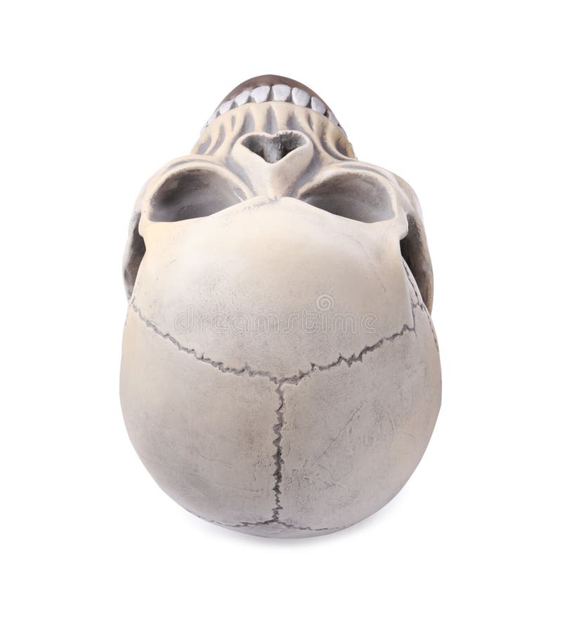 Human Skull with Teeth Isolated on White Stock Image - Image of ...