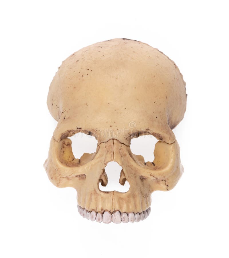 Human Skull with Teeth Isolated on White Stock Photo - Image of cranium ...
