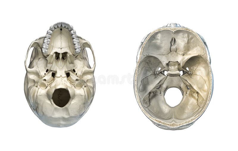 Human Skull Transversal Cross-section and Bottom View Stock ...