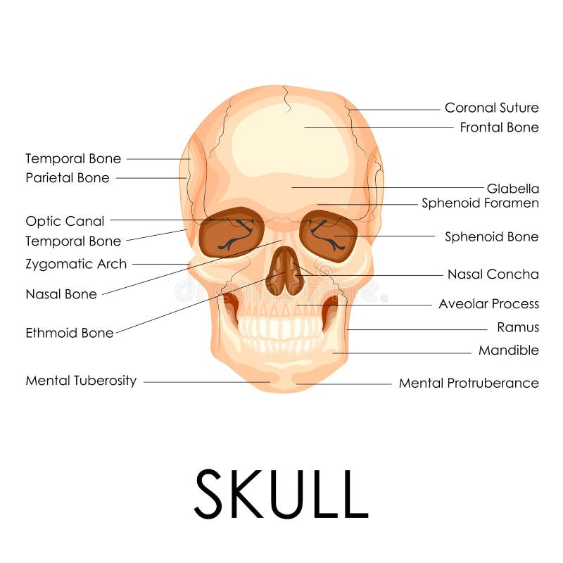 Medical Education Chart of Biology Human Skull Diagram. Raster. Front ...