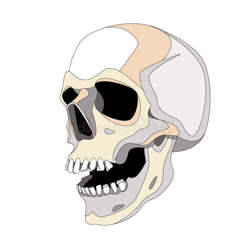 Human Skull Vector Illustration Lining Draw Profile Stock Vector ...