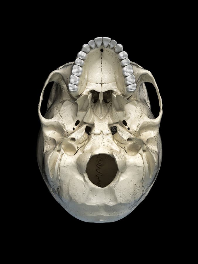 Human Skull Viewed from the Bottom Stock Illustration - Illustration of ...