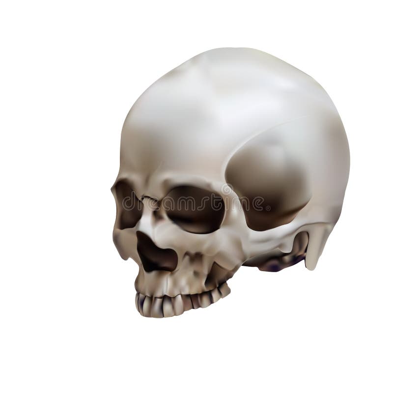 Human Skull in White Background Stock Vector - Illustration of face ...