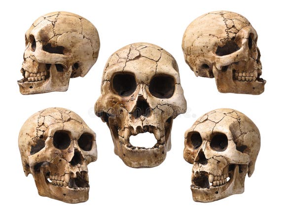 Human skulls stock image. Image of autopsy, isolated - 60548481