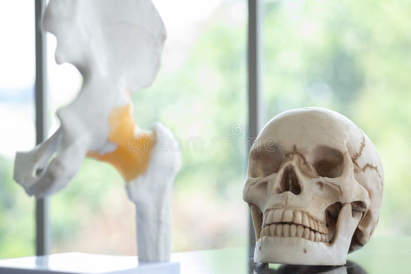 Human Skulls for Use in Education and Simulated Body Parts Stock Image ...