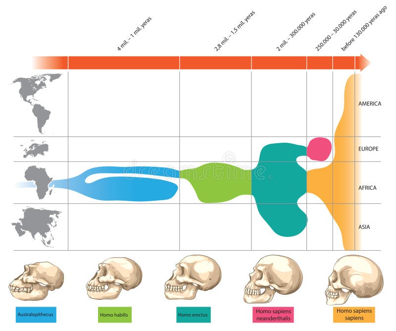 Evolution of the Skull. Human Skull. Australopithecus. Erectus ...