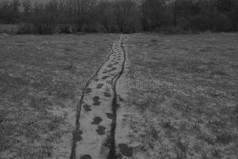 Human and Sled Tracks on a Snow-covered Path at the Edge of a Forest ...