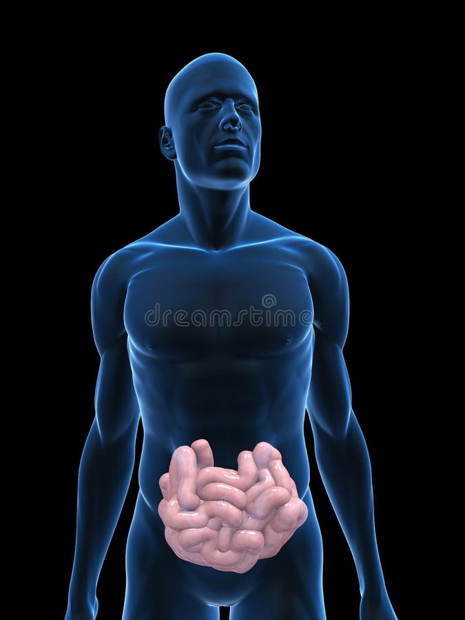 Human smal intestines stock illustration. Illustration of human - 10244673