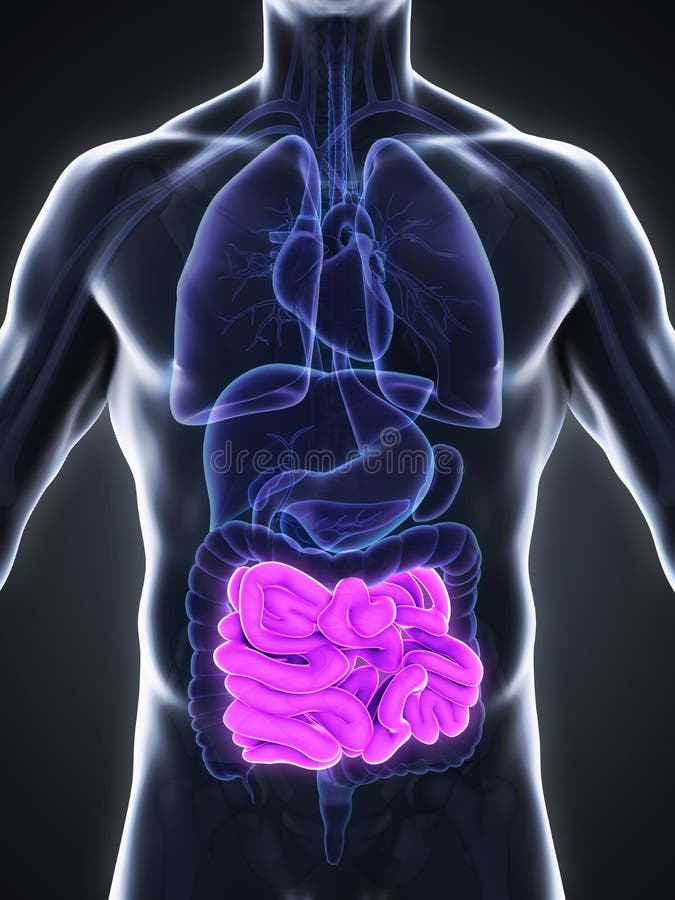 Human Small Intestine Anatomy Stock Illustration - Illustration of ...