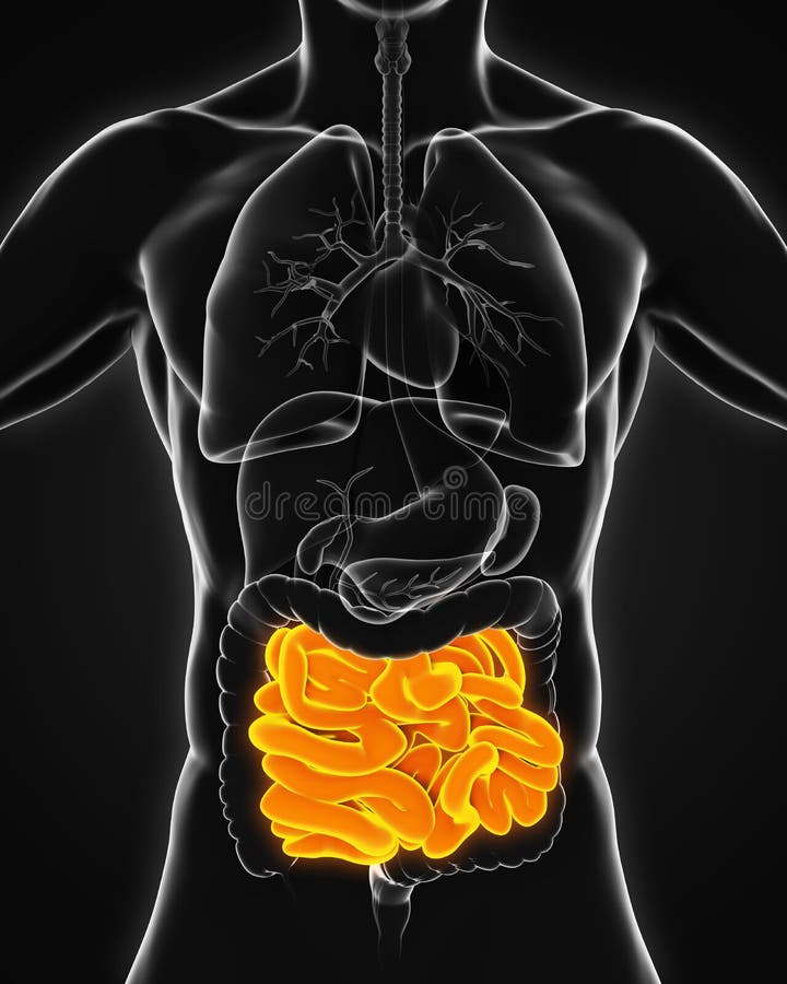Human Small Intestine Anatomy Stock Illustration - Illustration of ...