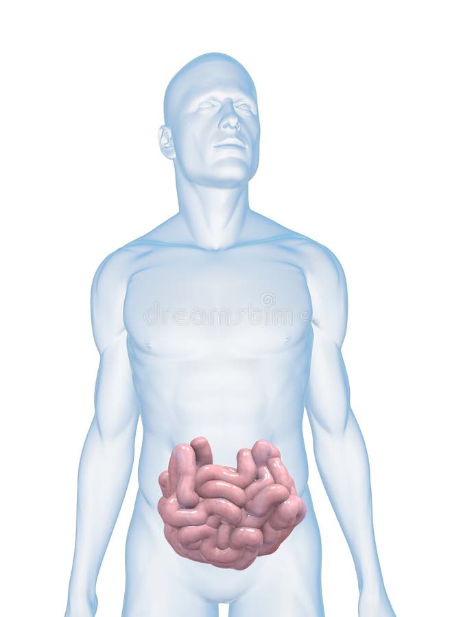 Human small intestines stock illustration. Illustration of transparent ...