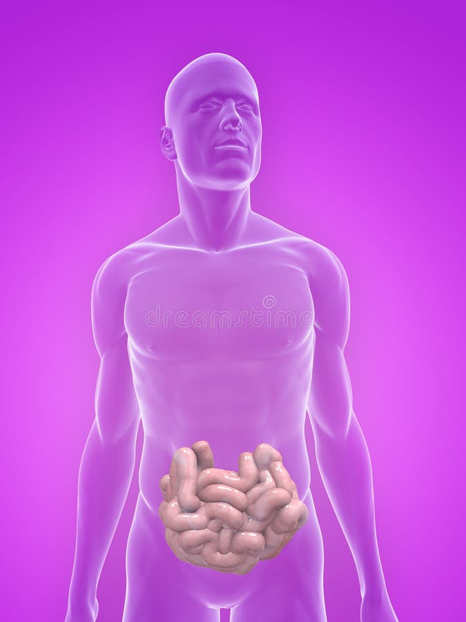 Human small intestine stock illustration. Illustration of rendering ...