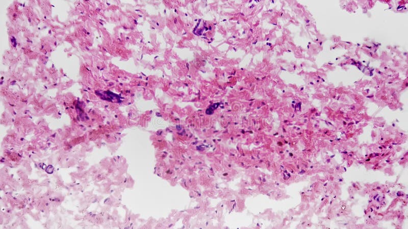 Longitudinal Section of Zea Mays Seed Under Microscope Magnified in ...