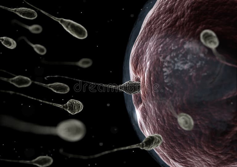 Human Sperm Ovum Zygote Stock Illustrations 422 Human Sperm Ovum