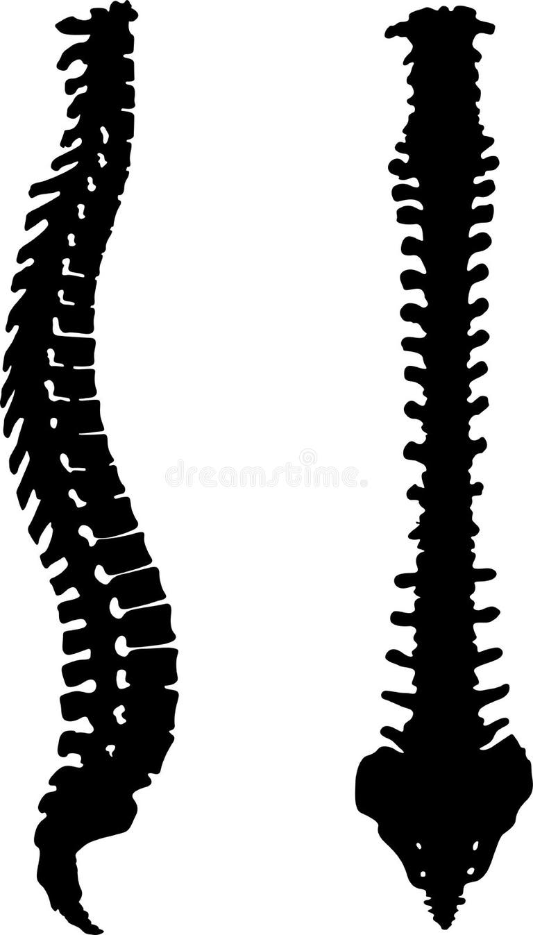Column Spinal Stock Illustrations – 5,581 Column Spinal Stock ...