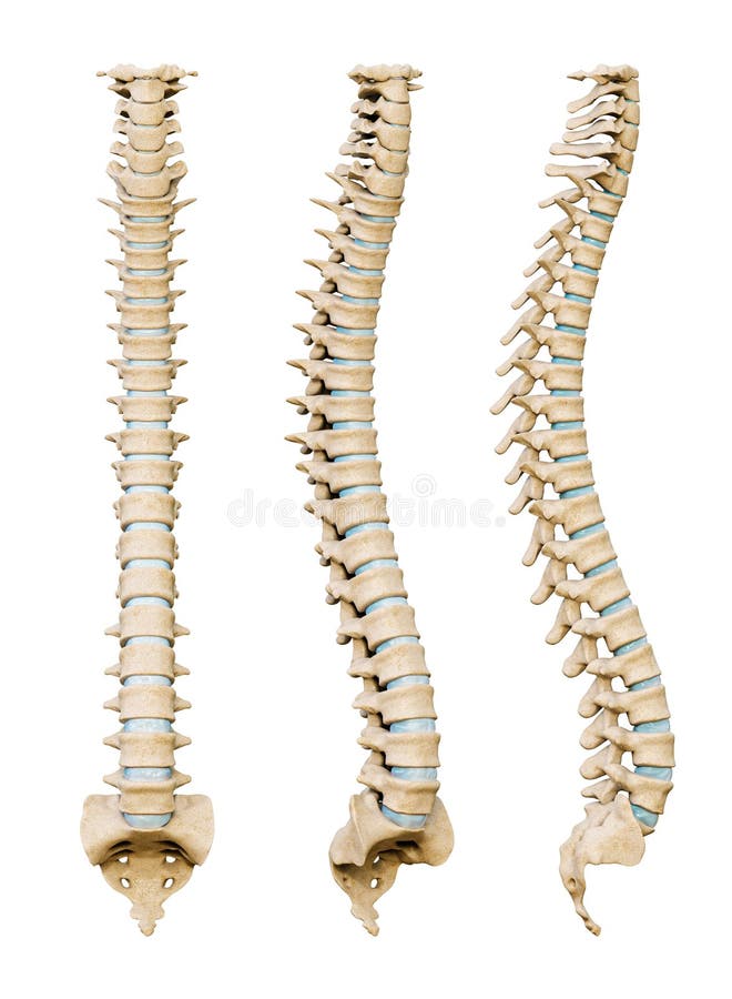 Human Spinal Column or Backbone from Various Angles Isolated on a White ...