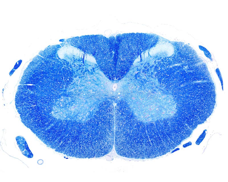 Cervical Spinal Cord Histology