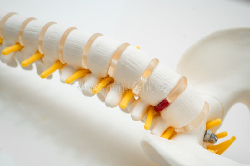 Human Spinal Nerve and Bone with Intervertebral Disc Stock Image ...